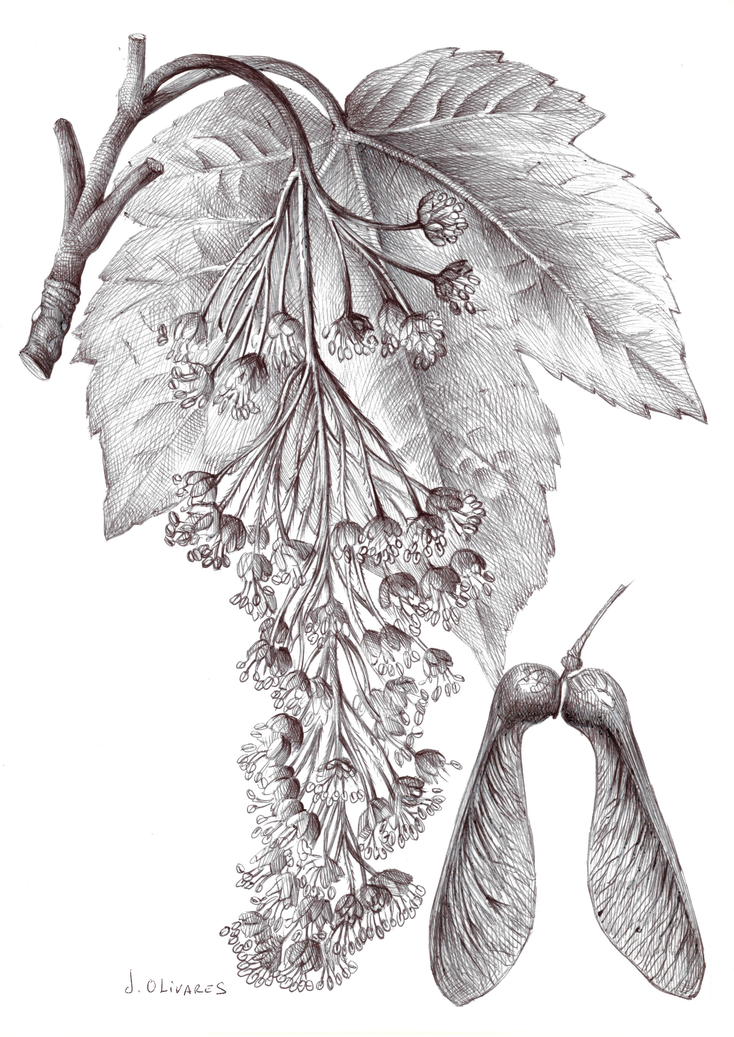 L’érable sycomore – Les Amis de la Cathédrale de Strasbourg